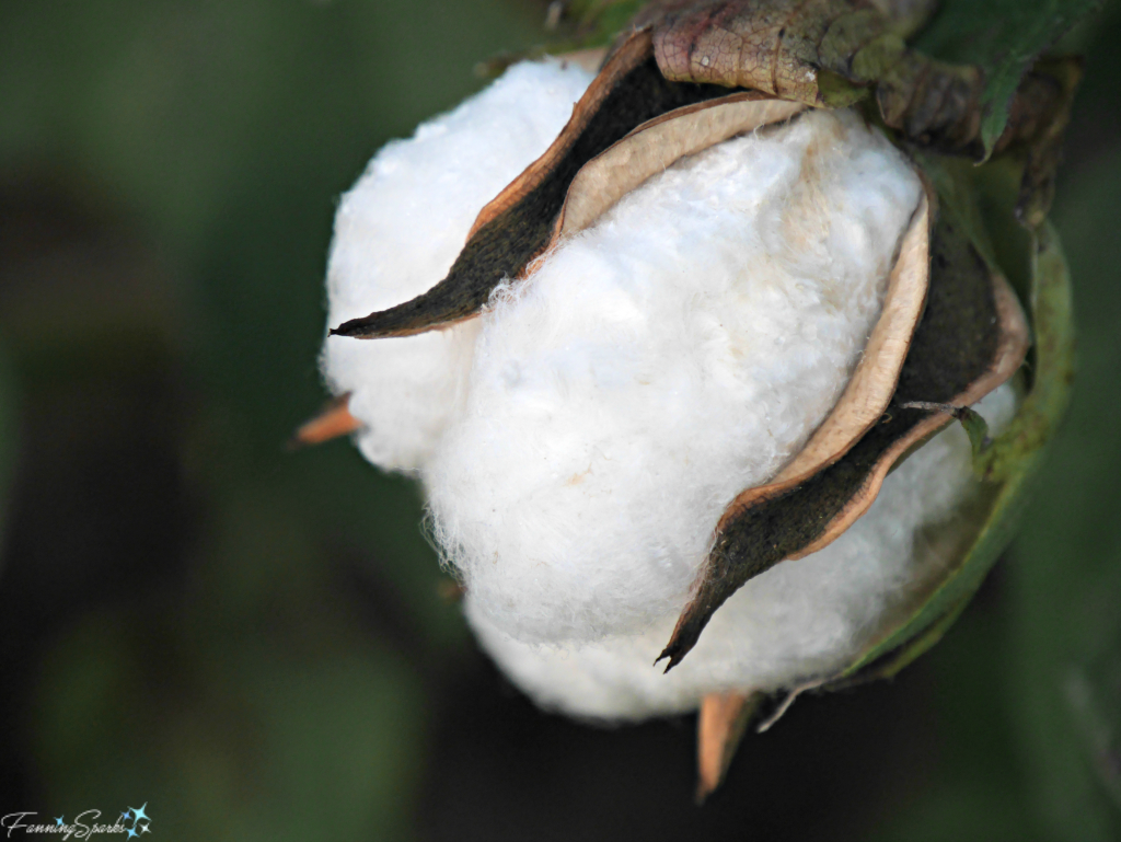 Watching Cotton Grow – FanningSparks