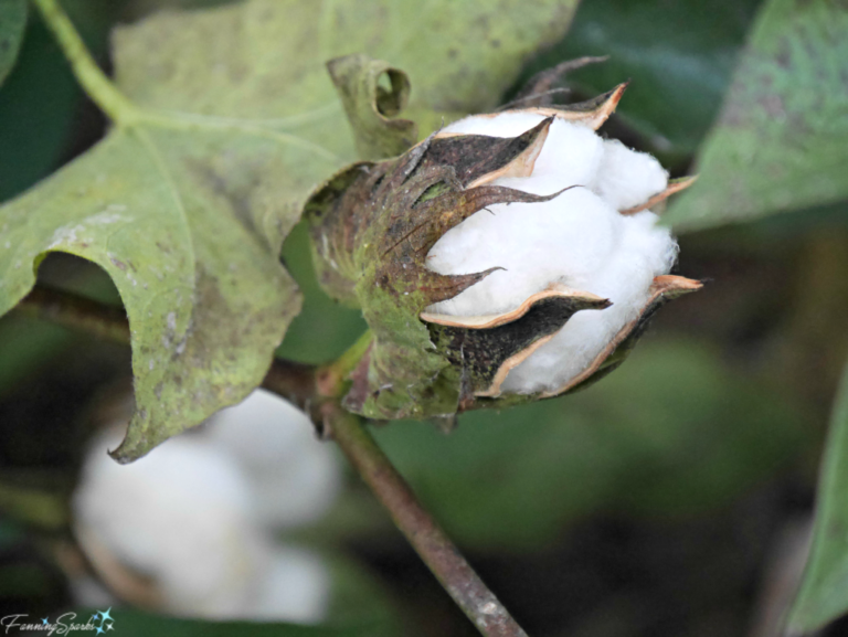 Watching Cotton Grow – FanningSparks