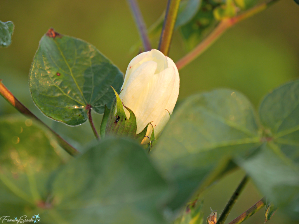 Watching Cotton Grow – FanningSparks