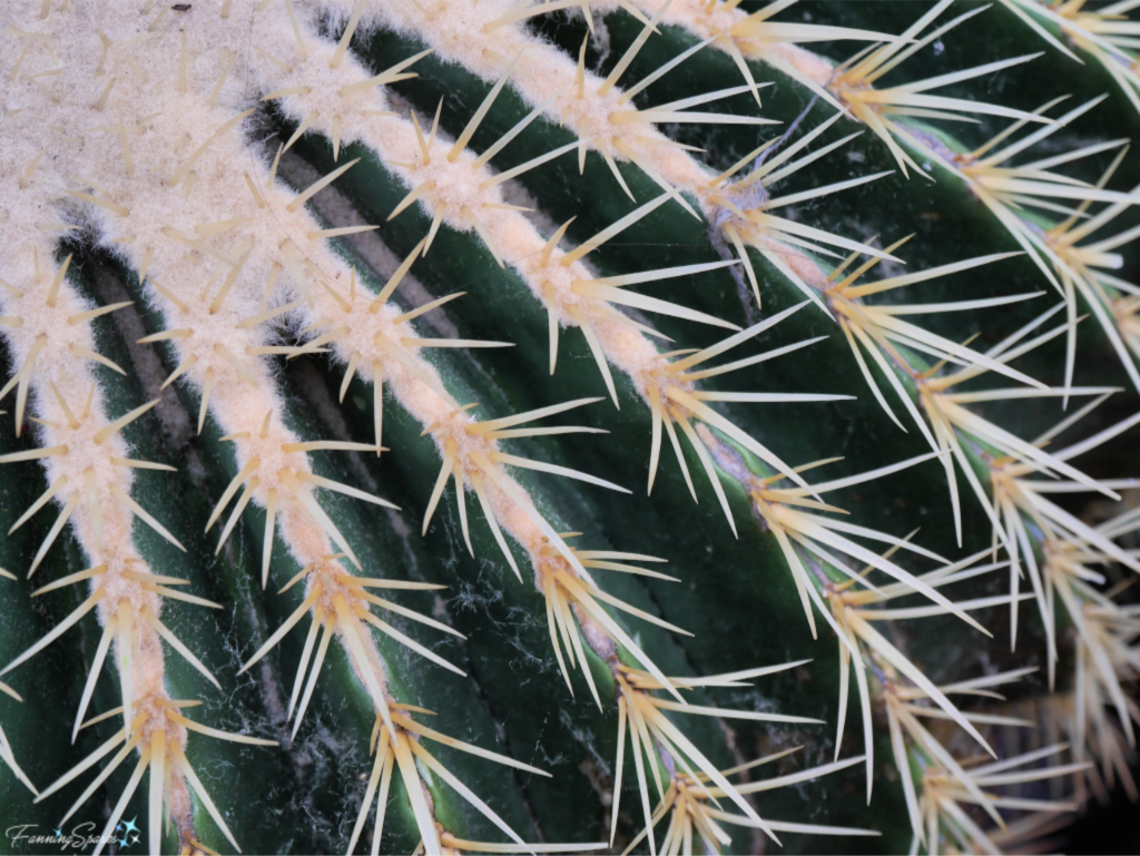 Texture by Mother Nature – FanningSparks