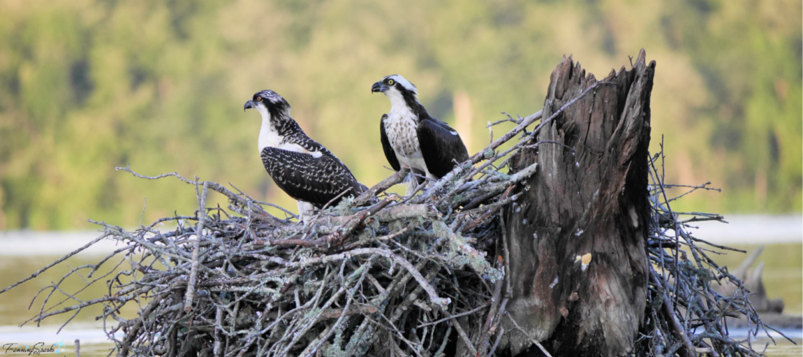 15 Bird Photography Tips Starring the Osprey – FanningSparks