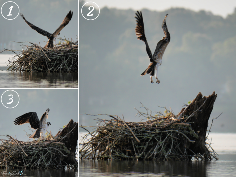 15 Bird Photography Tips Starring the Osprey – FanningSparks