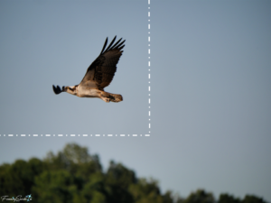 15 Bird Photography Tips Starring the Osprey – FanningSparks