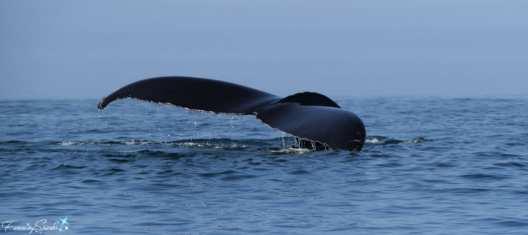Watching Humpbacks on the Bay of Fundy – FanningSparks