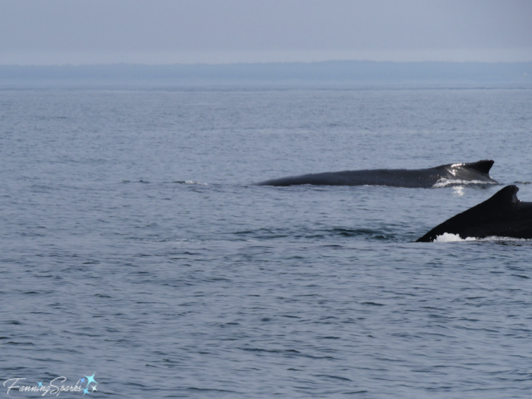Watching Humpbacks on the Bay of Fundy – FanningSparks