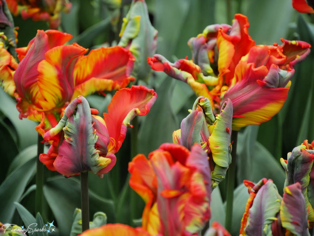Come Tiptoe Through the Tulips – FanningSparks