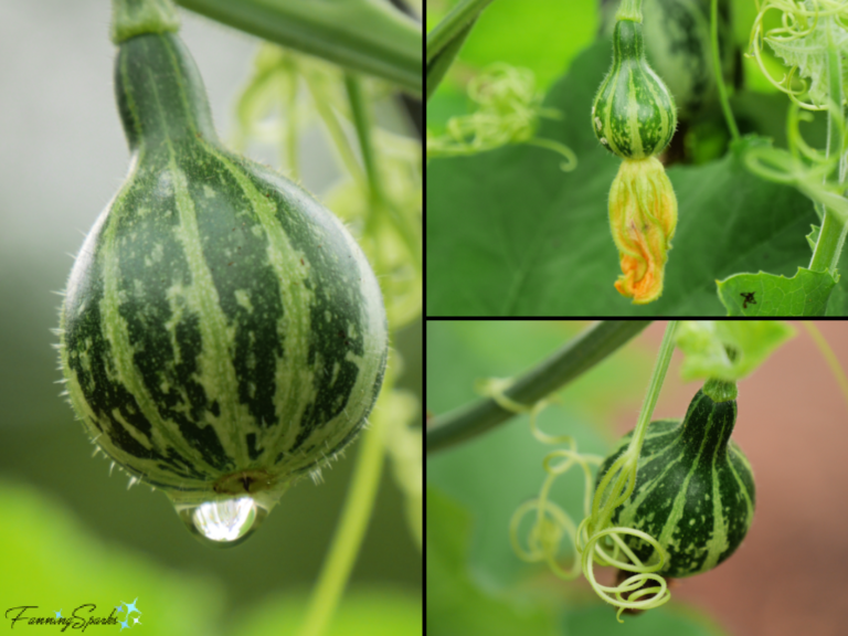 A Gourd Gathering… Wait, What? – FanningSparks