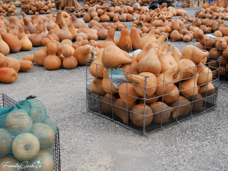 A Gourd Gathering… Wait, What? – FanningSparks