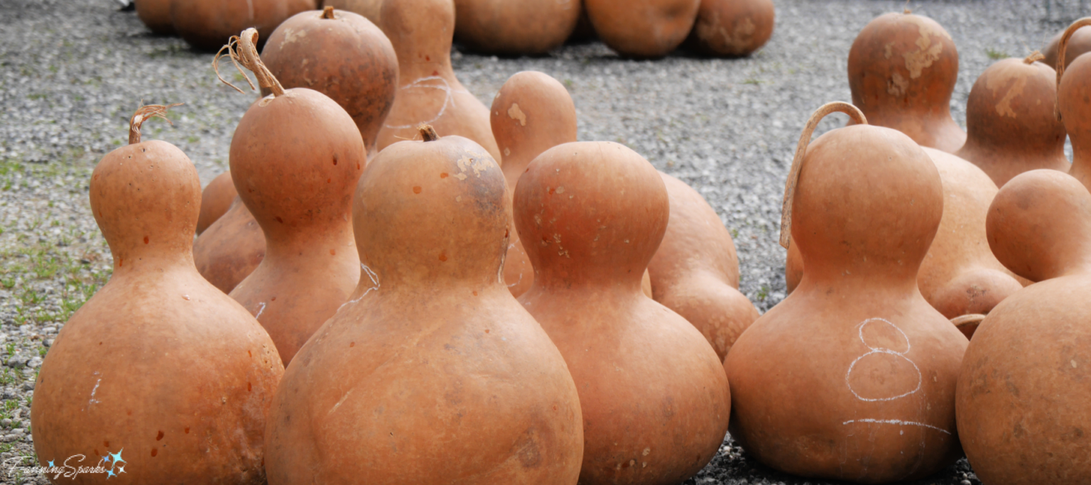 A Gourd Gathering… Wait, What? – FanningSparks