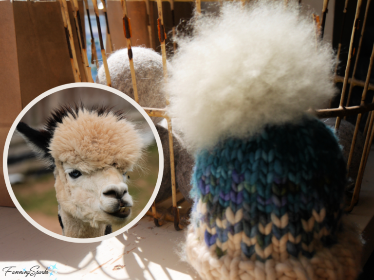 An Alpaca Photo Shoot – FanningSparks