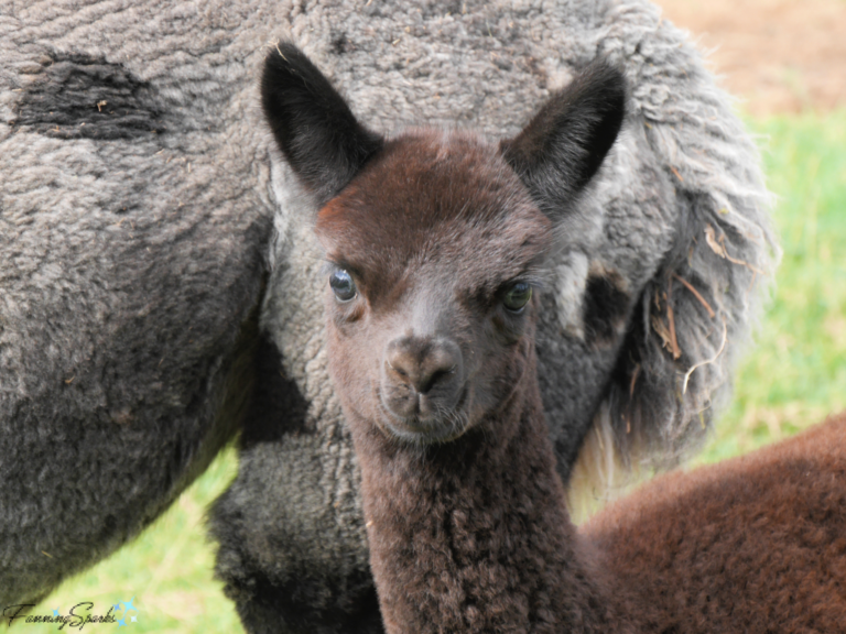 An Alpaca Photo Shoot – FanningSparks