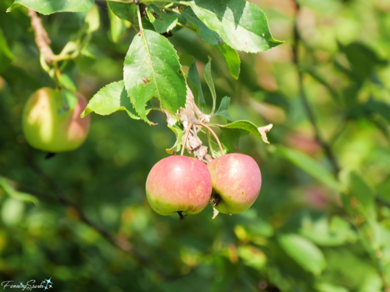 79,000 Steps and a Whole Lot of Apple Seeds – FanningSparks