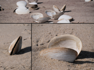 6 Fascinating Facts about Sable Island – FanningSparks