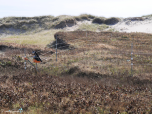 6 Fascinating Facts about Sable Island – FanningSparks