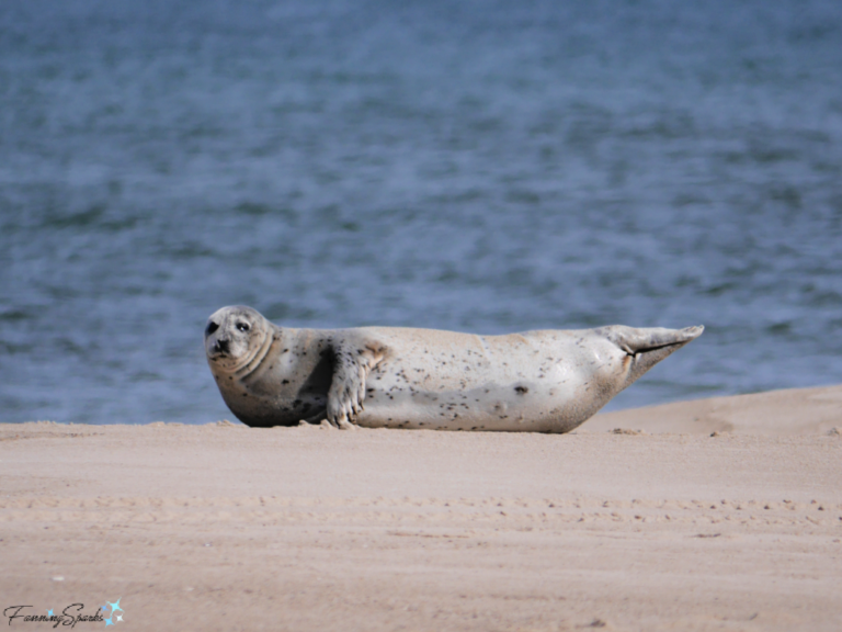 Wild and Free on Sable Island – FanningSparks