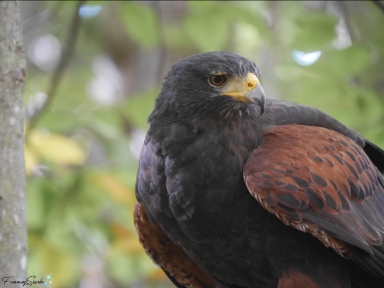 Eyes Like a Hawk – FanningSparks