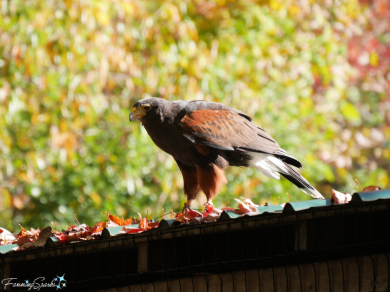 Eyes Like a Hawk – FanningSparks