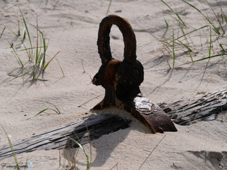 6 Fascinating Facts about Sable Island – FanningSparks