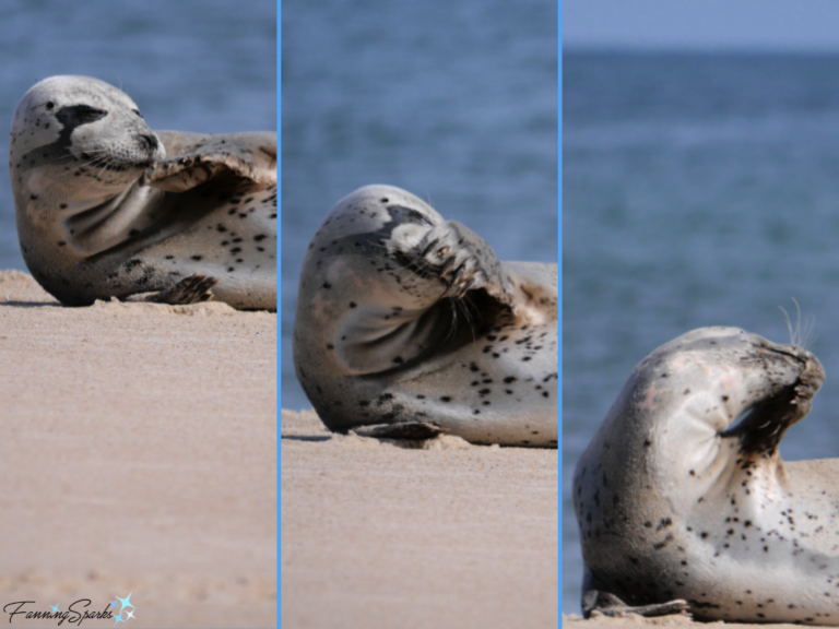 Wild and Free on Sable Island – FanningSparks