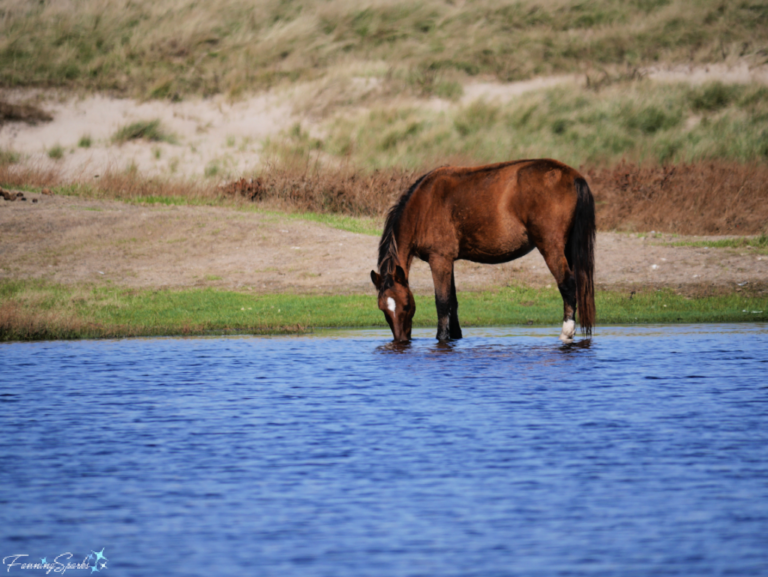 Wild and Free on Sable Island – FanningSparks
