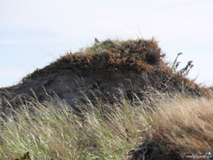 6 Fascinating Facts about Sable Island – FanningSparks