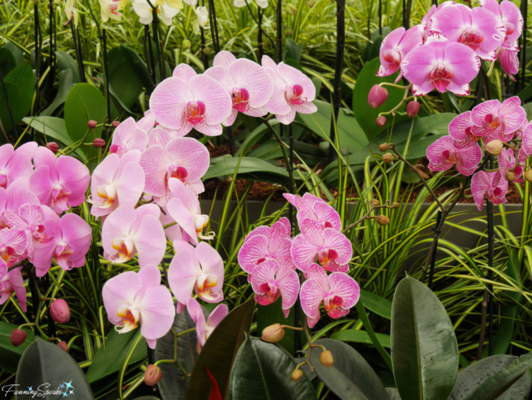 Orchids Take Center Stage – FanningSparks