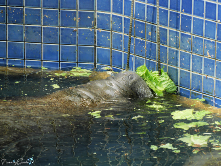 Face to Face with a Manatee – FanningSparks