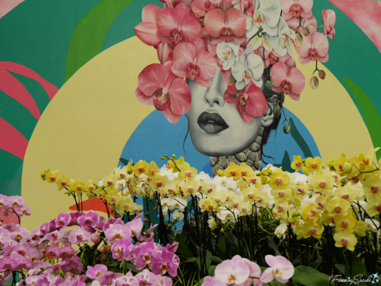 Orchids Take Center Stage – FanningSparks