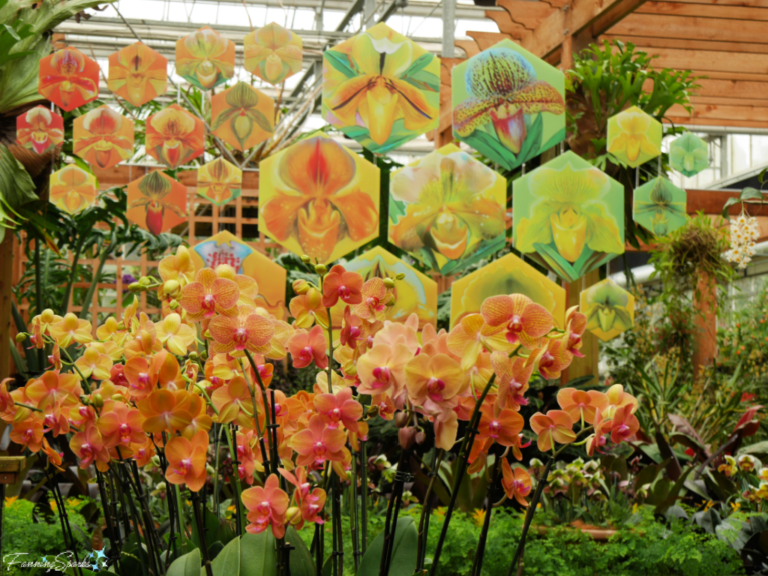 Orchids Take Center Stage – FanningSparks