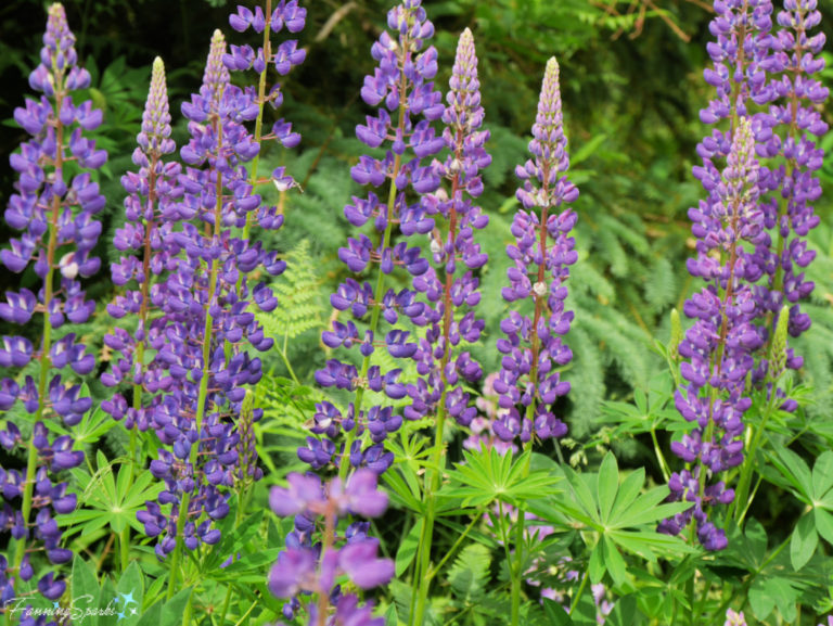 Lupines: Invasive Beauty or Next Big Thing? – FanningSparks