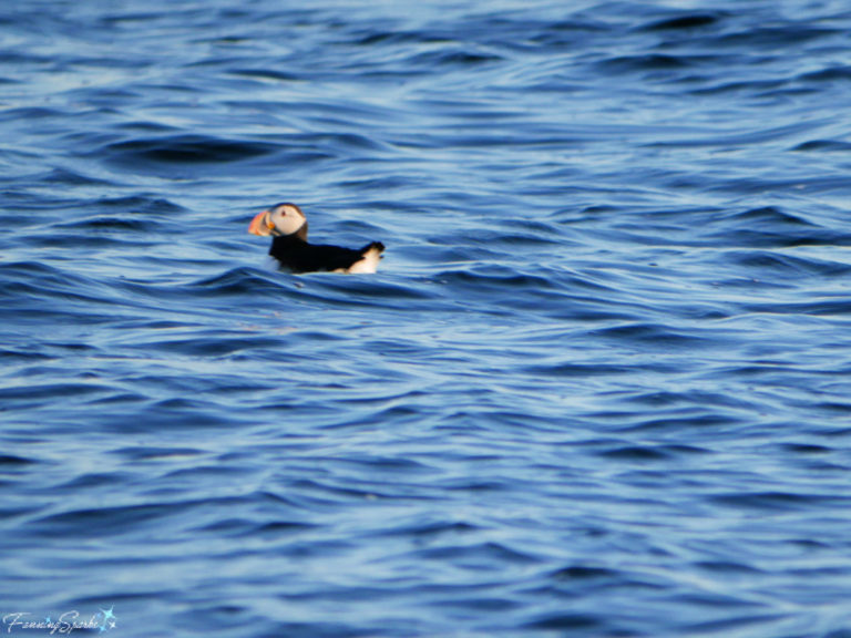 The Astonishing Atlantic Puffin – FanningSparks
