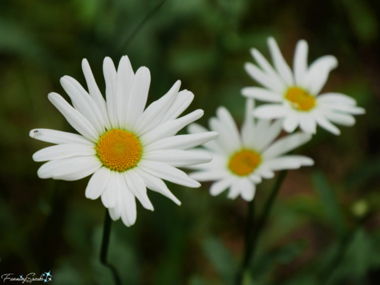 Cut Flowers That Really Last – FanningSparks