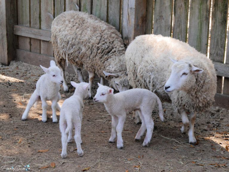 Let’s Celebrate Motherhood – FanningSparks