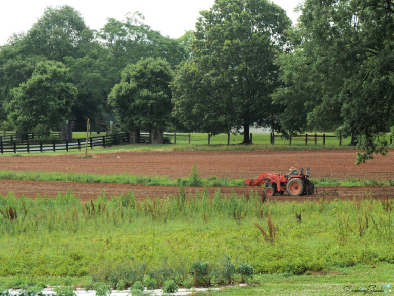 When the Cows Come Home – FanningSparks