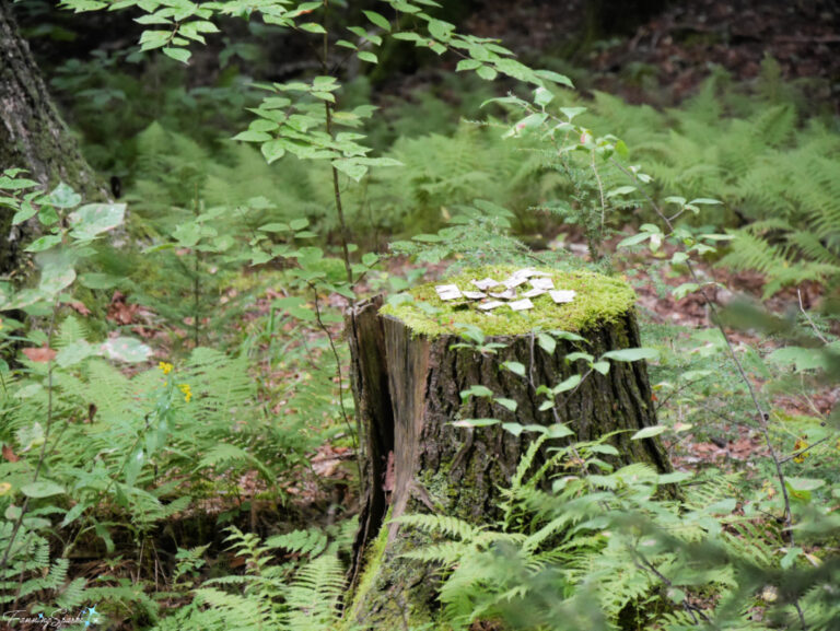 Making Art with Nature in Nature – FanningSparks
