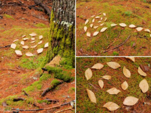 Making Art with Nature in Nature – FanningSparks