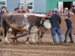 Strong as an Ox – FanningSparks