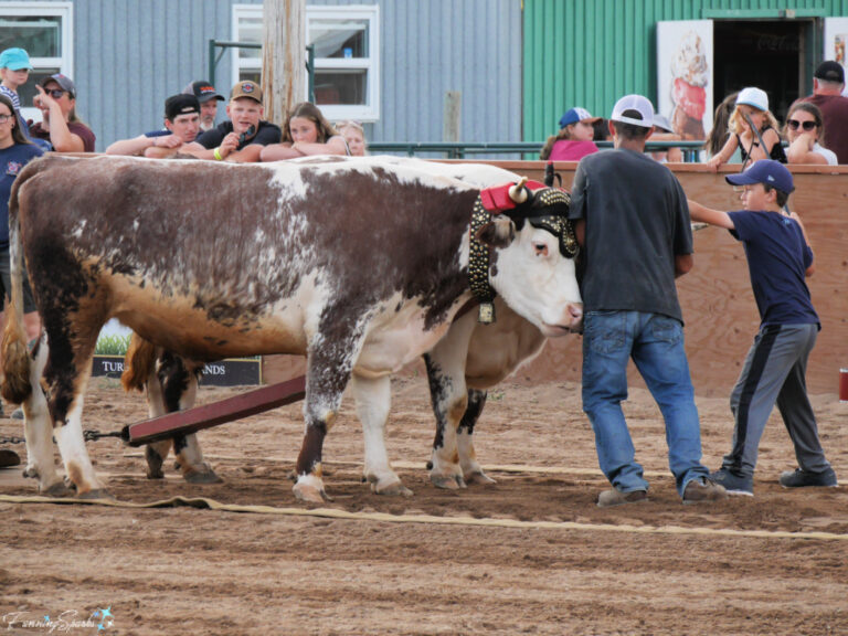 Strong as an Ox – FanningSparks