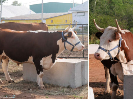 Strong as an Ox – FanningSparks