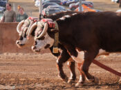 Strong as an Ox – FanningSparks